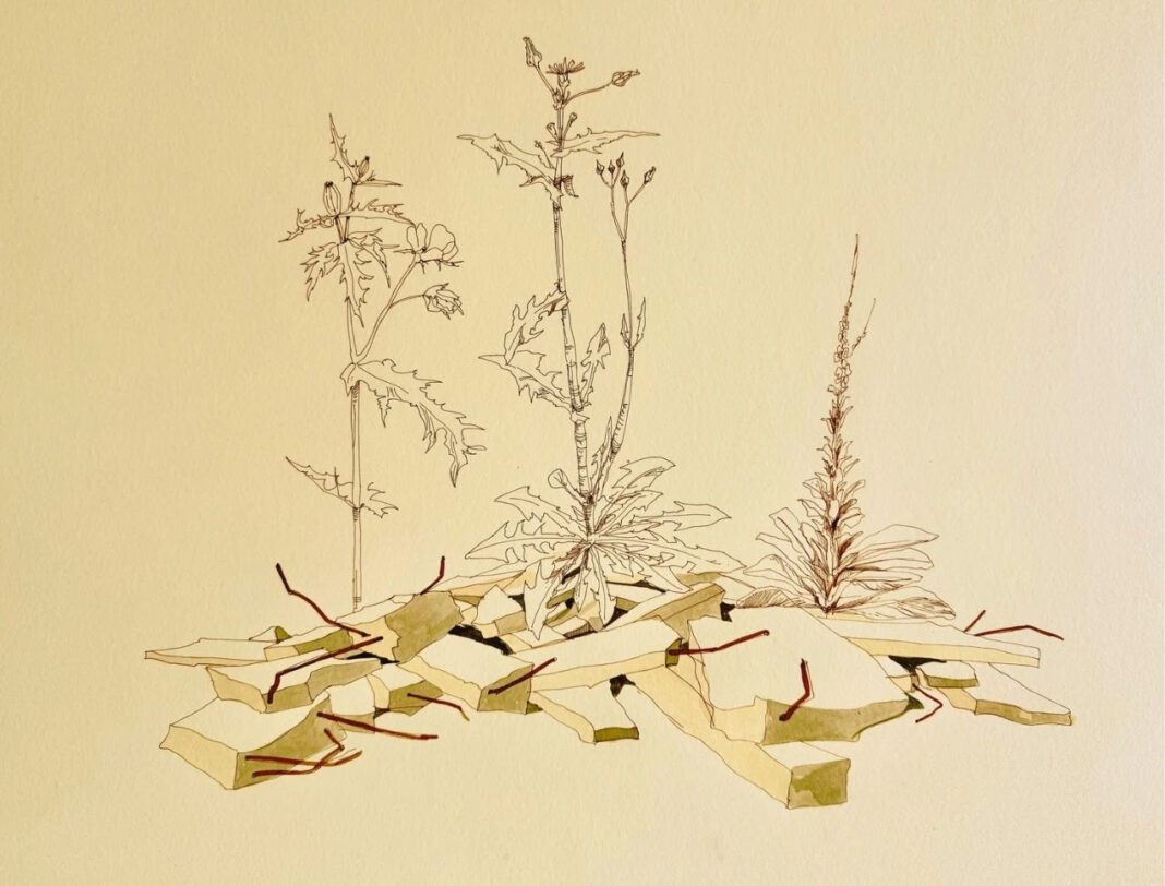 India Art Fair announces dynamic programme for upcoming 17th edition ...